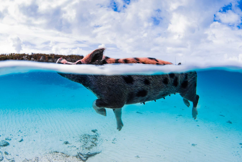 Adorable, Wild, & Fun - Here’s How To Meet The Swimming Pigs Of The ...
