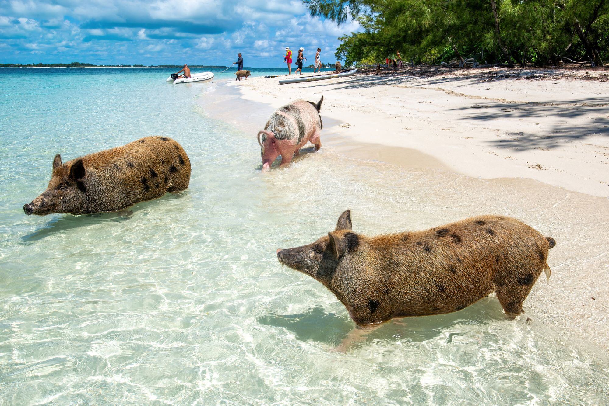 Adorable, Wild, & Fun - Here’s How To Meet The Swimming Pigs Of The ...